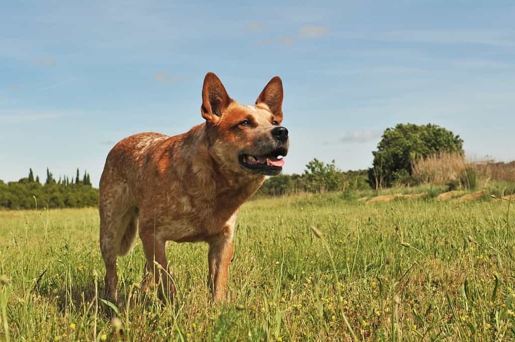 Australian Cattle Dog Colors - A-Z Animals