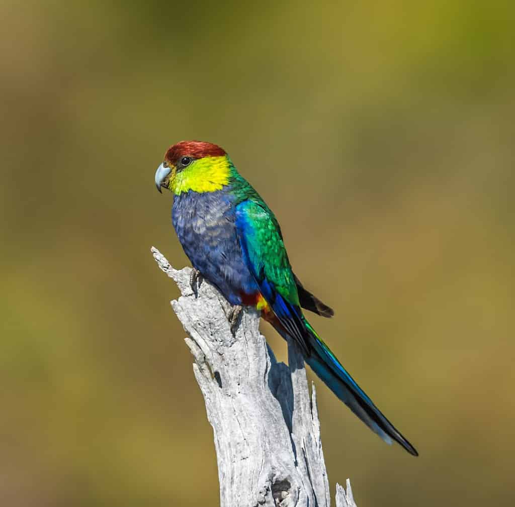 The 38 Most Common Parrots Found in Australia: ID Guide and Where to ...