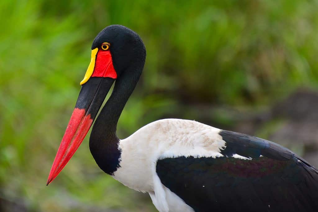 Discover 17 Birds With Beautiful Multicolor Beaks - A-Z Animals