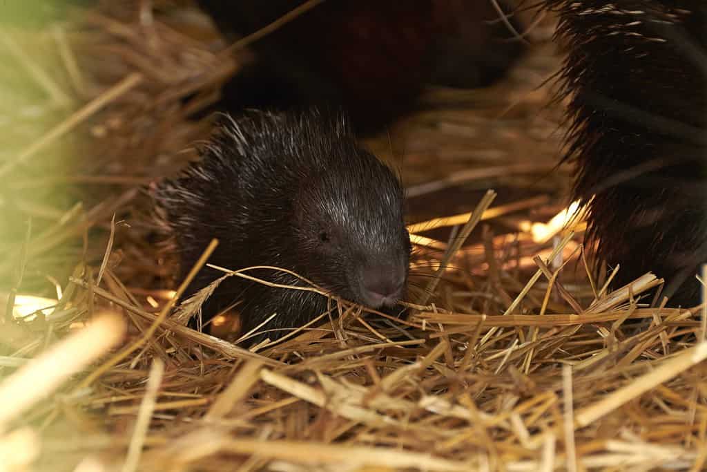 Baby Porcupine: 6 Pictures and 6 Amazing Facts - A-Z Animals