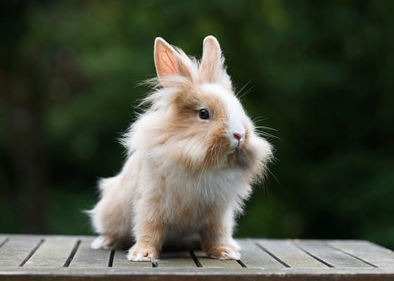 11 of Smallest Rabbits in the World - A-Z Animals