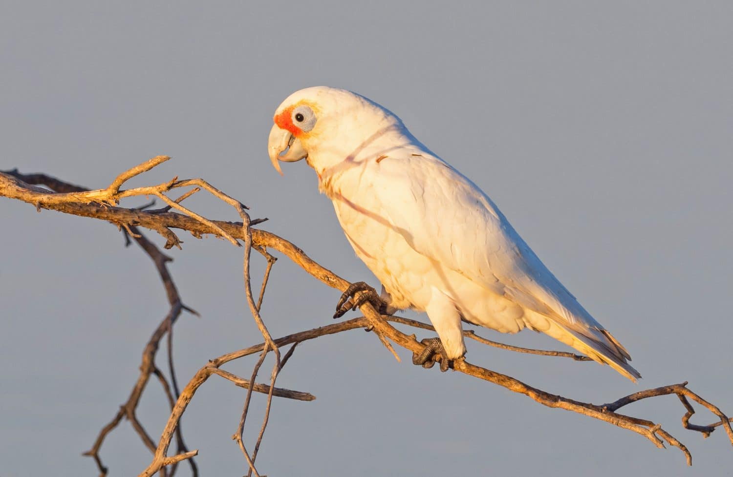 Corella Animal Facts - Cacatua sanguinea - A-Z Animals