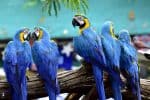 The 5 Most Common Parrots in Florida: ID Guide and Where to Spot Them ...
