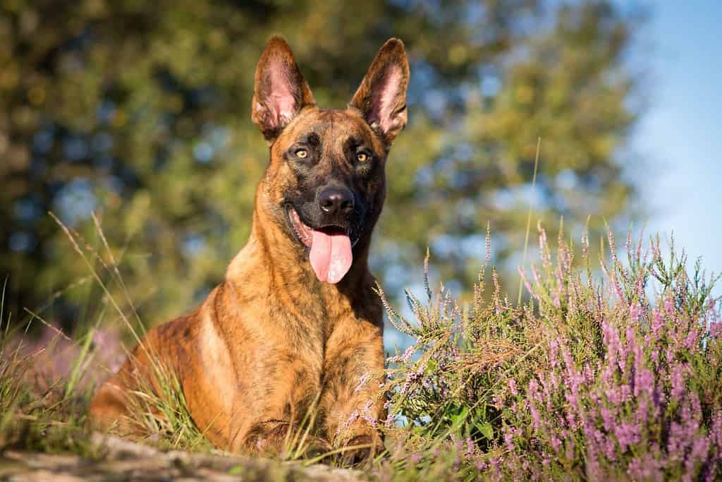 Discover Dutch Shepherd Colors and Markings - A-Z Animals