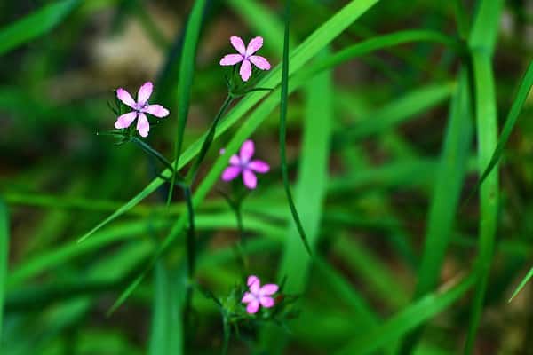 Discover 10 Amazing Types of Pink Wildflowers - A-Z Animals