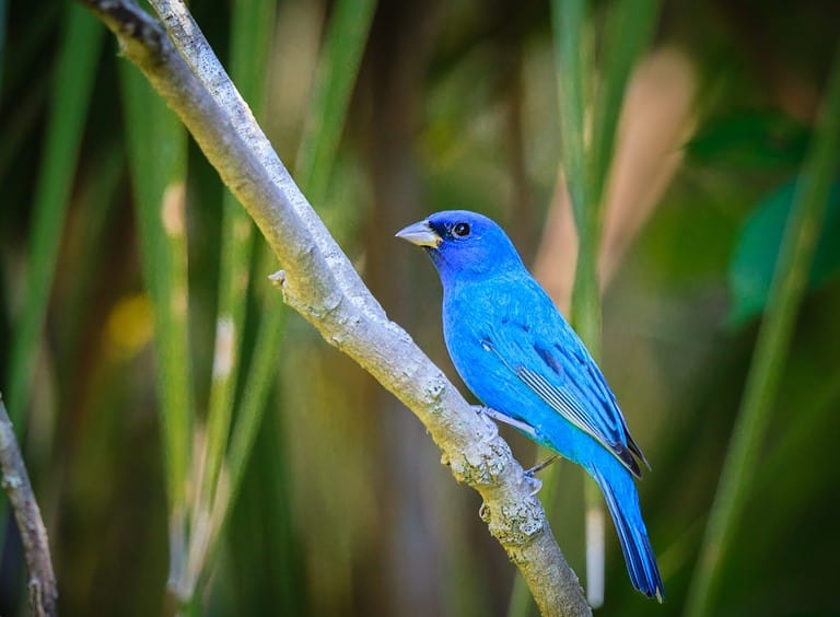The Big List of 61 Blue Birds - A-Z Animals