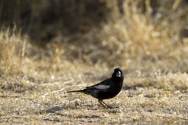 Discover the Official State Bird of Colorado - A-Z Animals