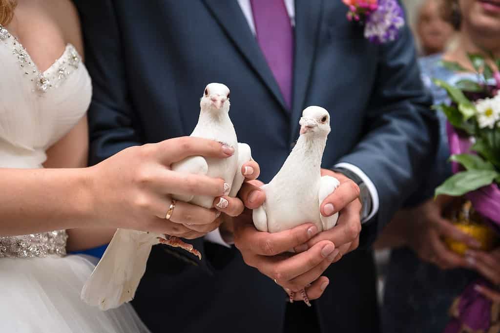 Do Doves Mate for Life? 8+ Amazing Facts About These Loyal Birds - A-Z ...