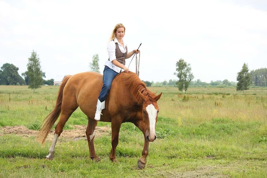 The 14 Best Horse Breeds For Eventing - A-Z Animals
