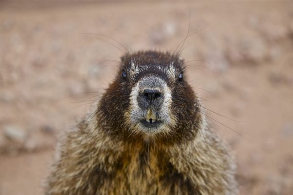 Meet Dumpling, the Marmot Who Loves a Good Soak - A-Z Animals