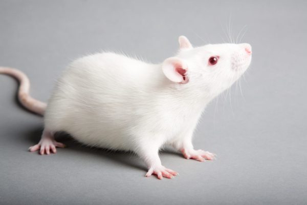 Discover the Complete List of 30+ Animals with Red Eyes - A-Z Animals