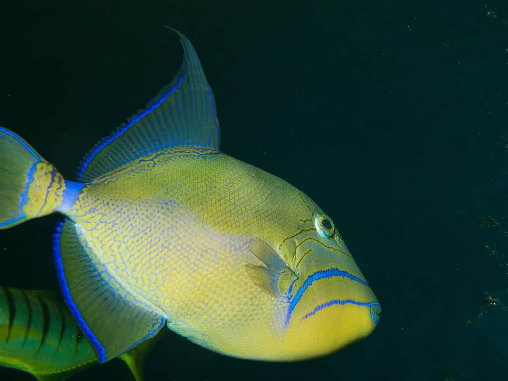 The 17 Most Colorful Saltwater Fish - A-Z Animals