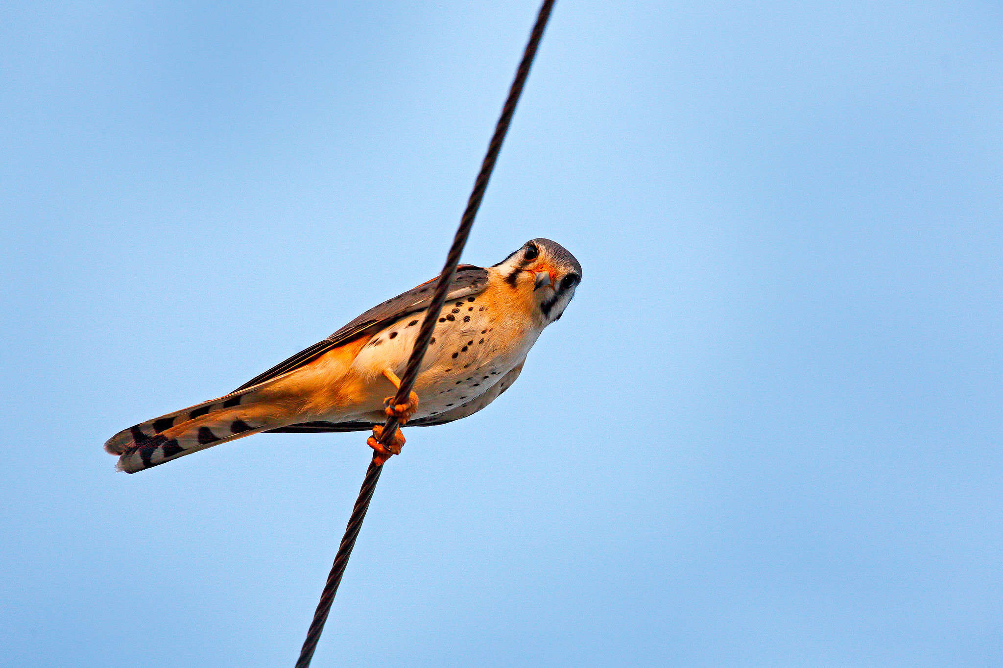Here Is the Answer to Why Birds Love to Chill on Power Lines