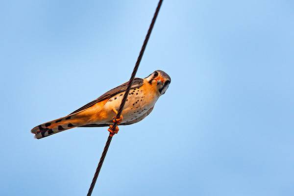 Here Is the Answer to Why Birds Love to Chill on Power Lines