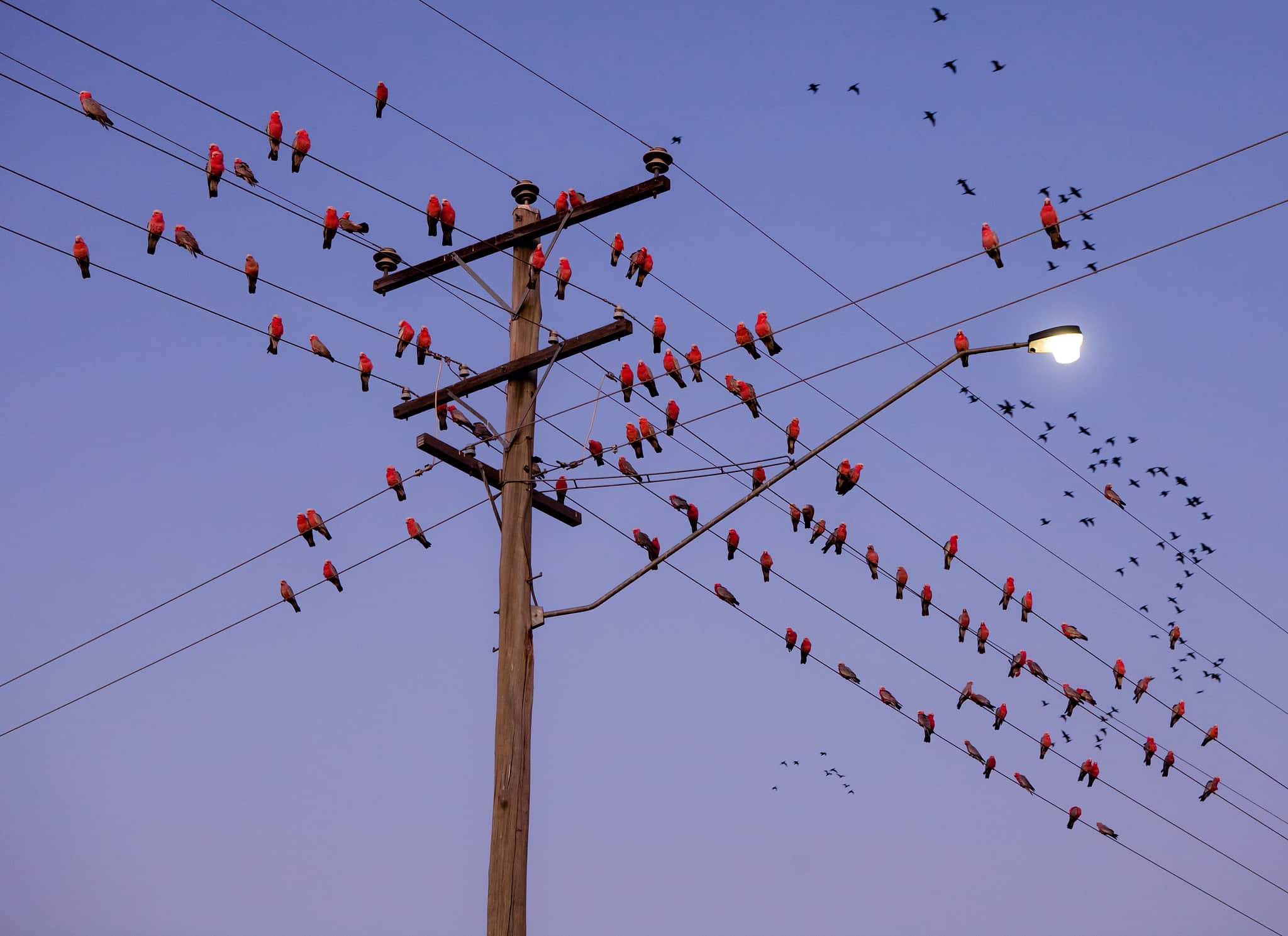Here Is the Answer to Why Birds Love to Chill on Power Lines