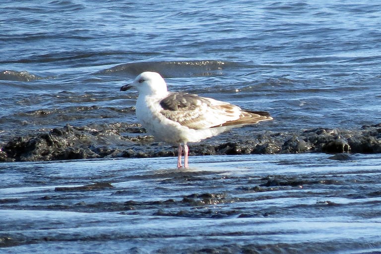 30 Birds with White Heads and How to Identify Each Kind - A-Z Animals