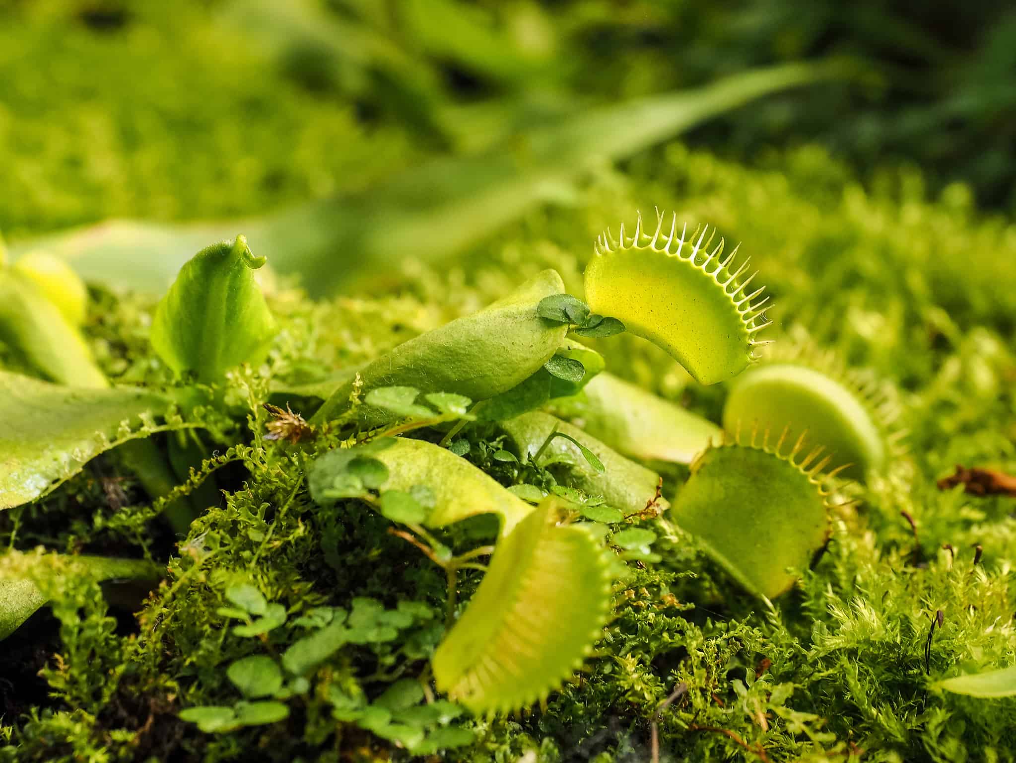 Illegal Succulent Poaching: The Dark Side of Plant Collecting - A-Z Animals