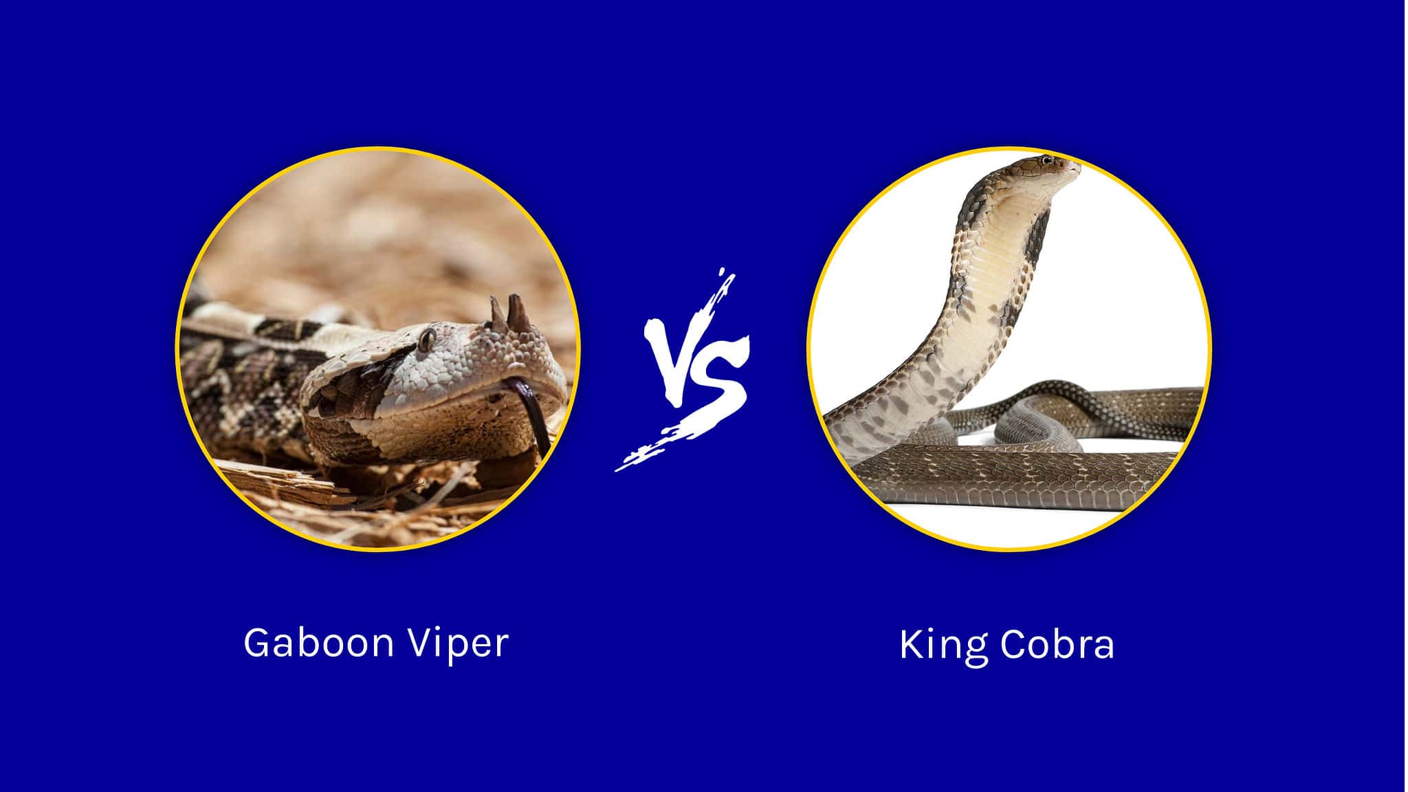 Gaboon Viper vs King Cobra: What’s the Difference? - A-Z Animals