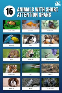 These 15 Animals Have Shockingly Short Attention Spans