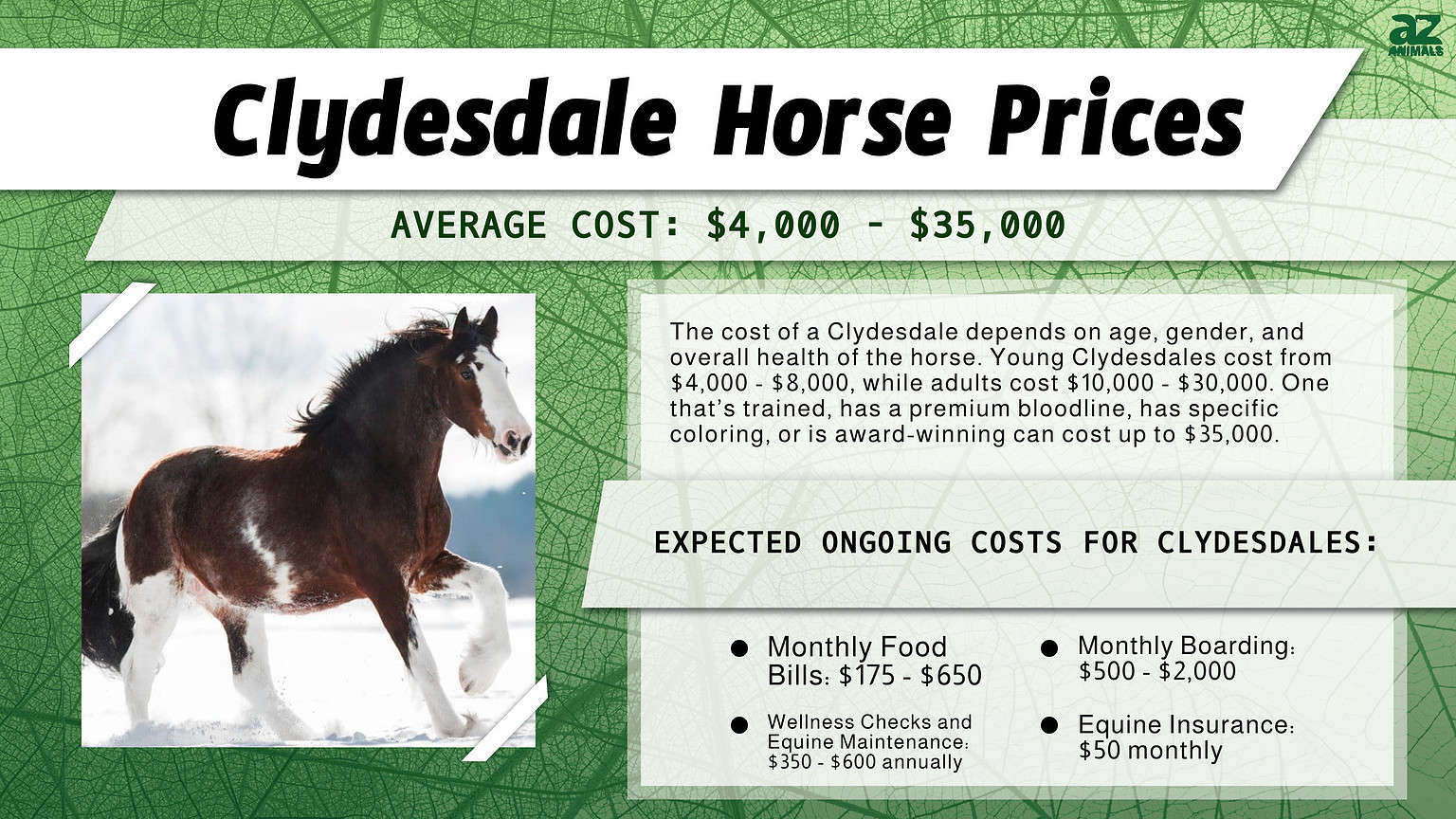 Clydesdale Horse Prices in 2024: Purchase Cost, Supplies, Food, and More! - A-Z Animals