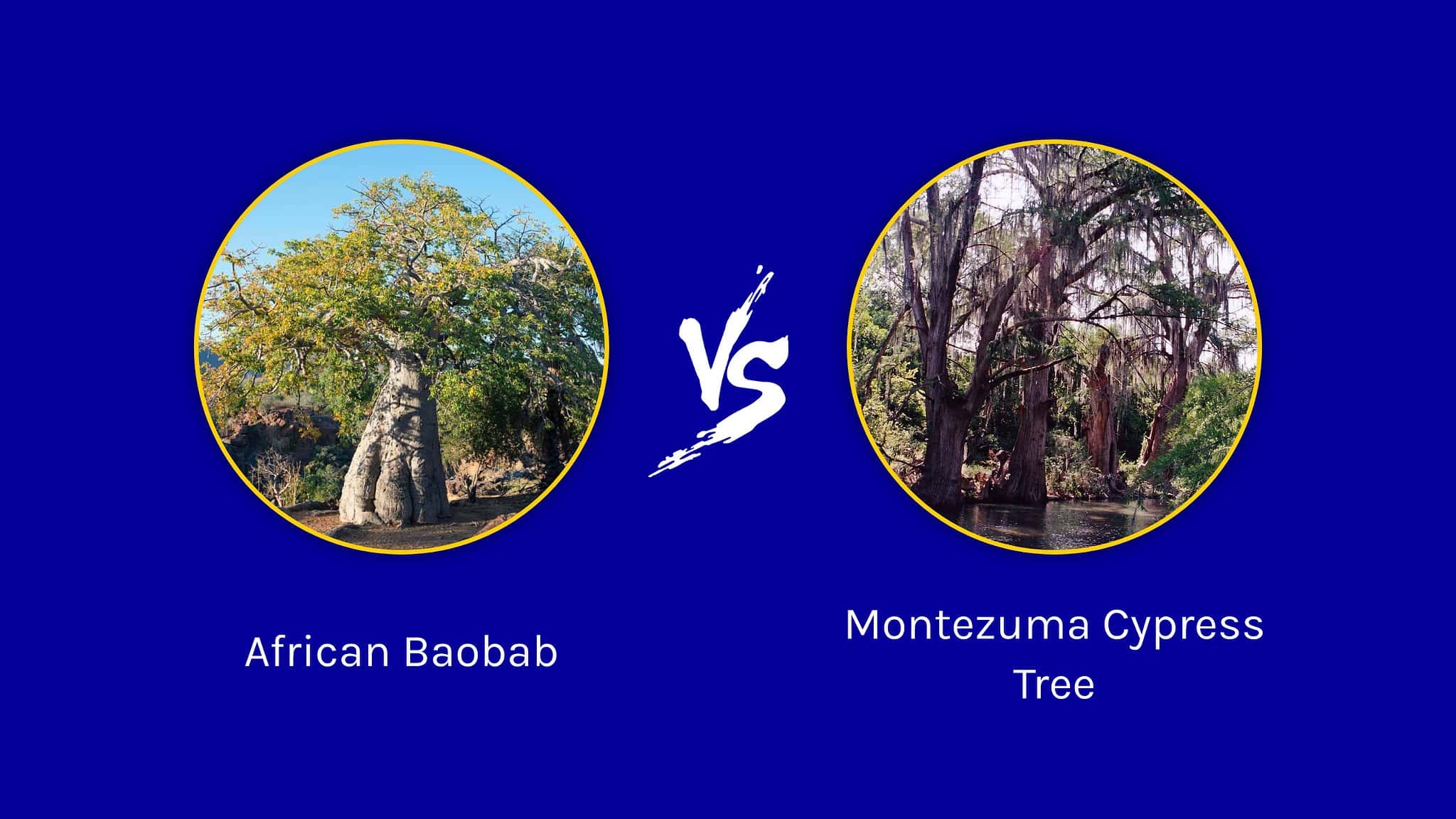 African Baobab vs. Montezuma Cypress Tree: 5 Differences Between These ...