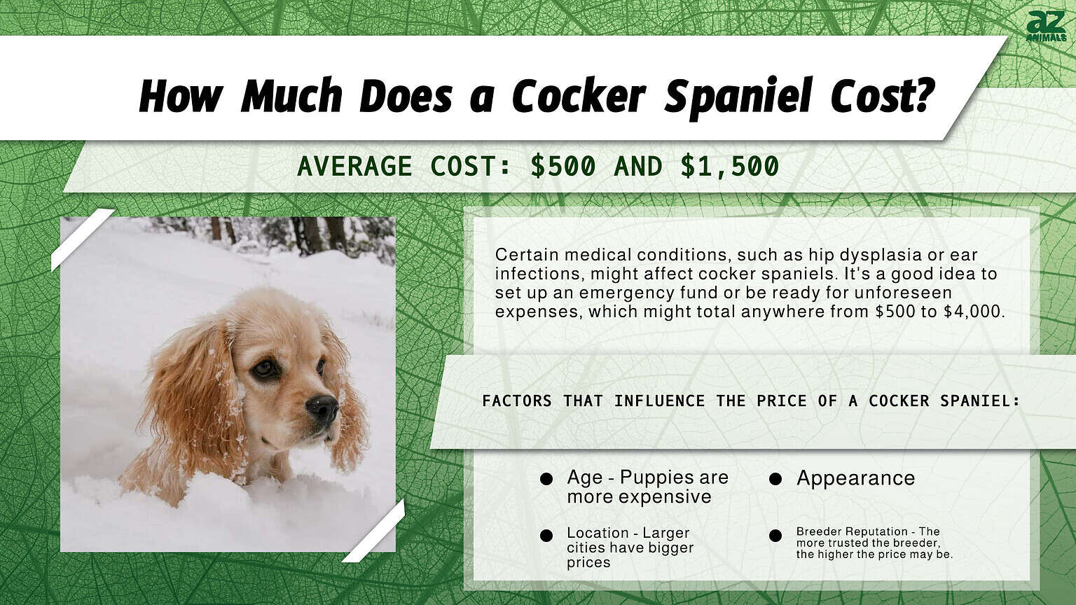Cocker Spaniel Prices in 2024: Purchase Cost, Vet Bills, and More! - A ...