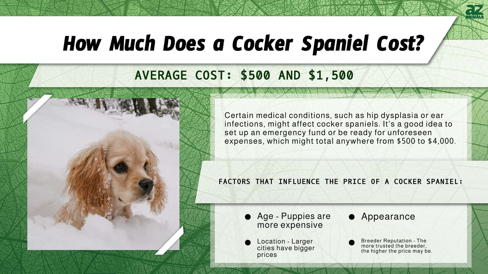 Cocker Spaniel Prices in 2024: Purchase Cost, Vet Bills, and More! - A ...