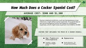 Cocker Spaniel Prices in 2024: Purchase Cost, Vet Bills, and More! - A ...