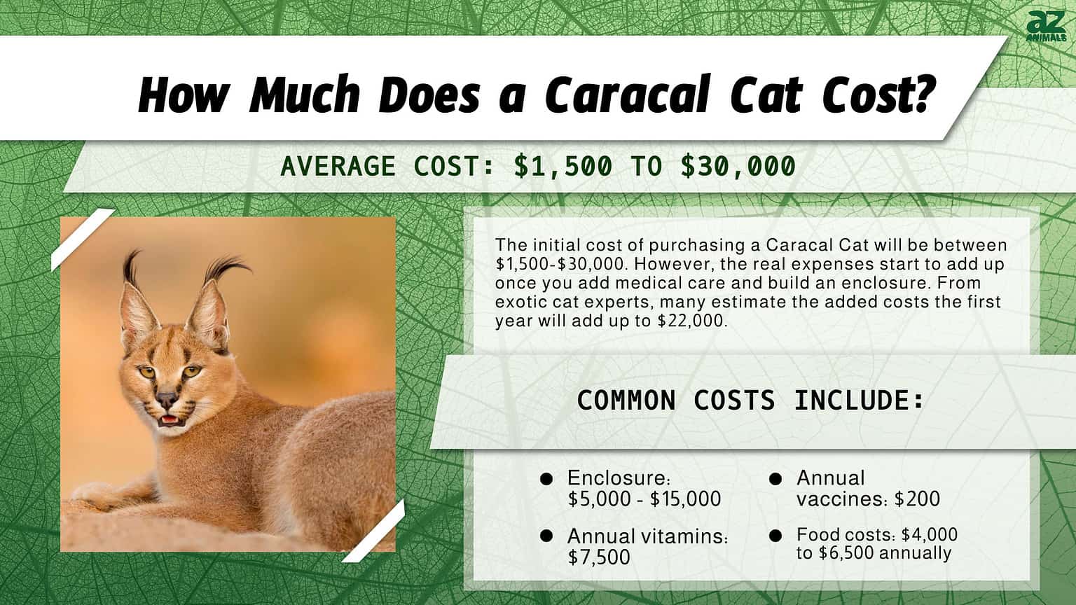 Caracal Cat Prices in 2024: Purchase Cost, Vet Bills, & Other Costs - A-Z Animals