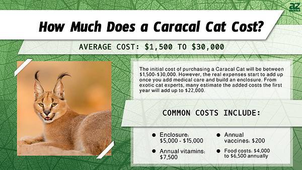 Caracal Cat Prices in 2024: Purchase Cost, Vet Bills, & Other Costs - A ...