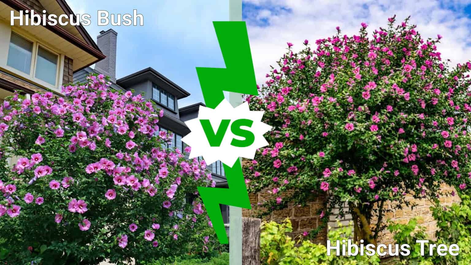 Hibiscus Bush vs. Hibiscus Tree