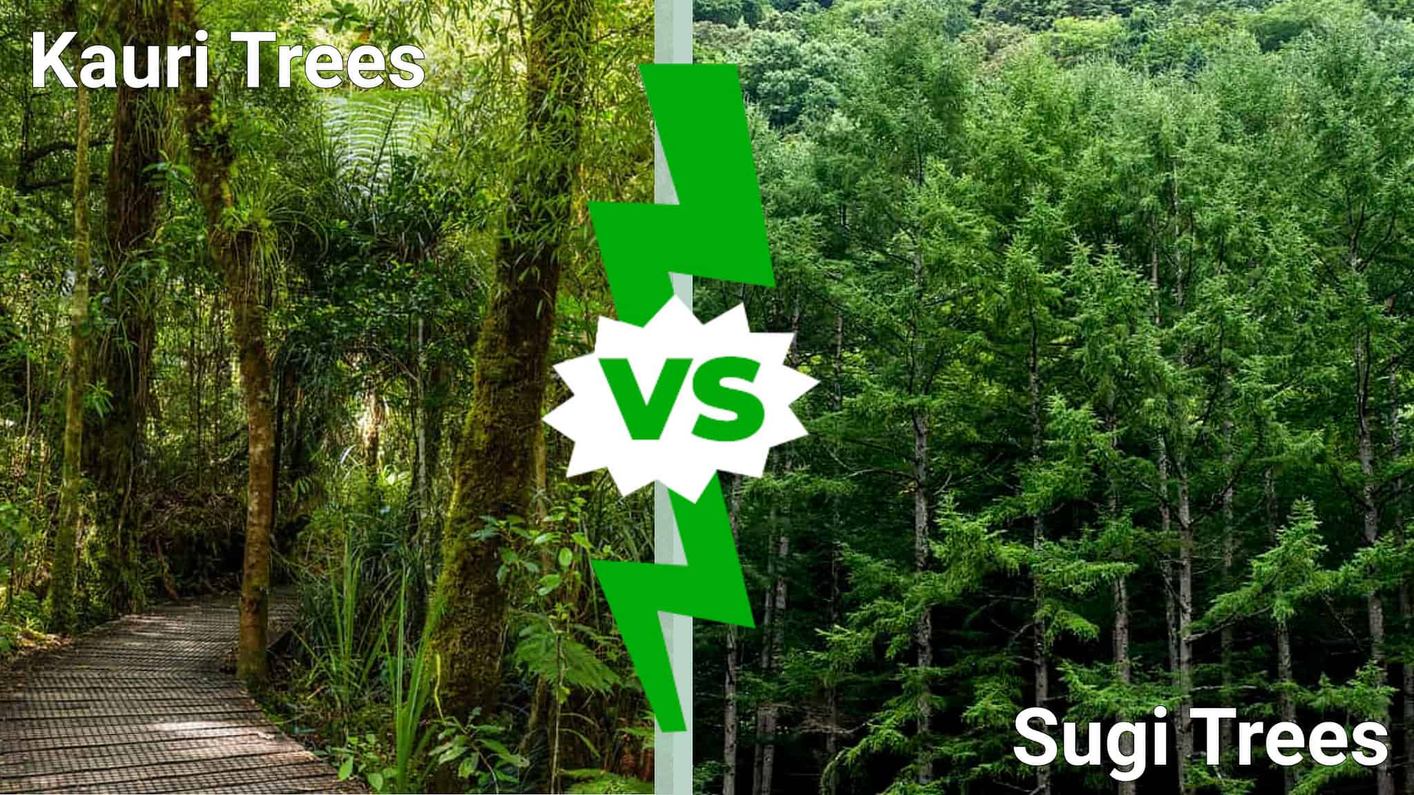 Kauri vs. Sugi Tree: 6 Differences Between These Towering Giants - A-Z ...
