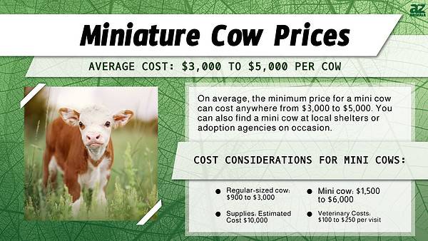Miniature Cow Prices 2024: Purchase Cost, Food Budget, and More! - A-Z ...
