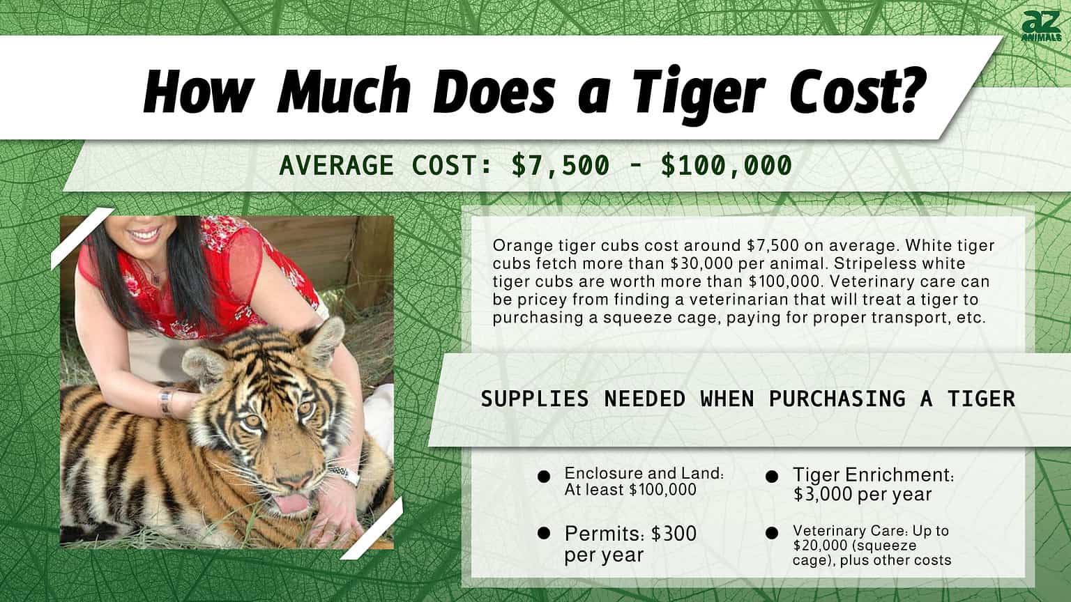 Tiger Prices in 2024: Purchase Cost, Supplies, Food, and Where It's ...