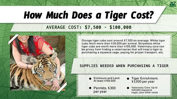 Tiger Prices in 2024: Purchase Cost, Supplies, Food, and Where It's ...