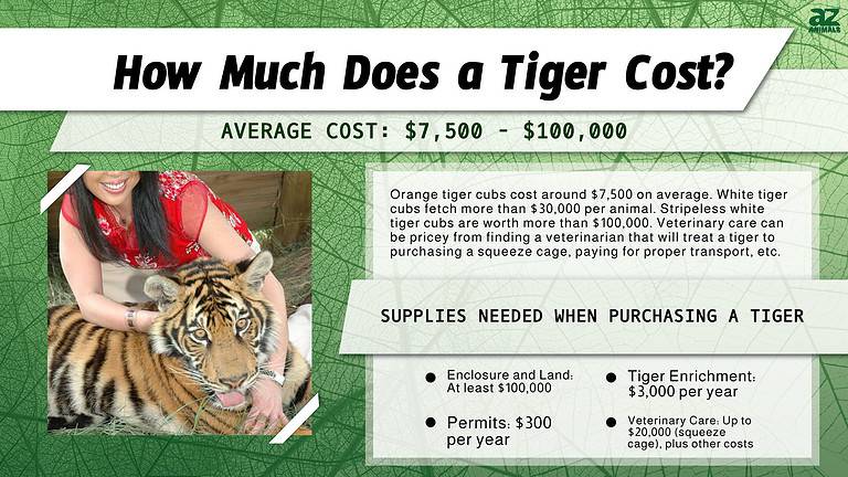 Tiger Prices in 2024: Purchase Cost, Supplies, Food, and Where It's ...