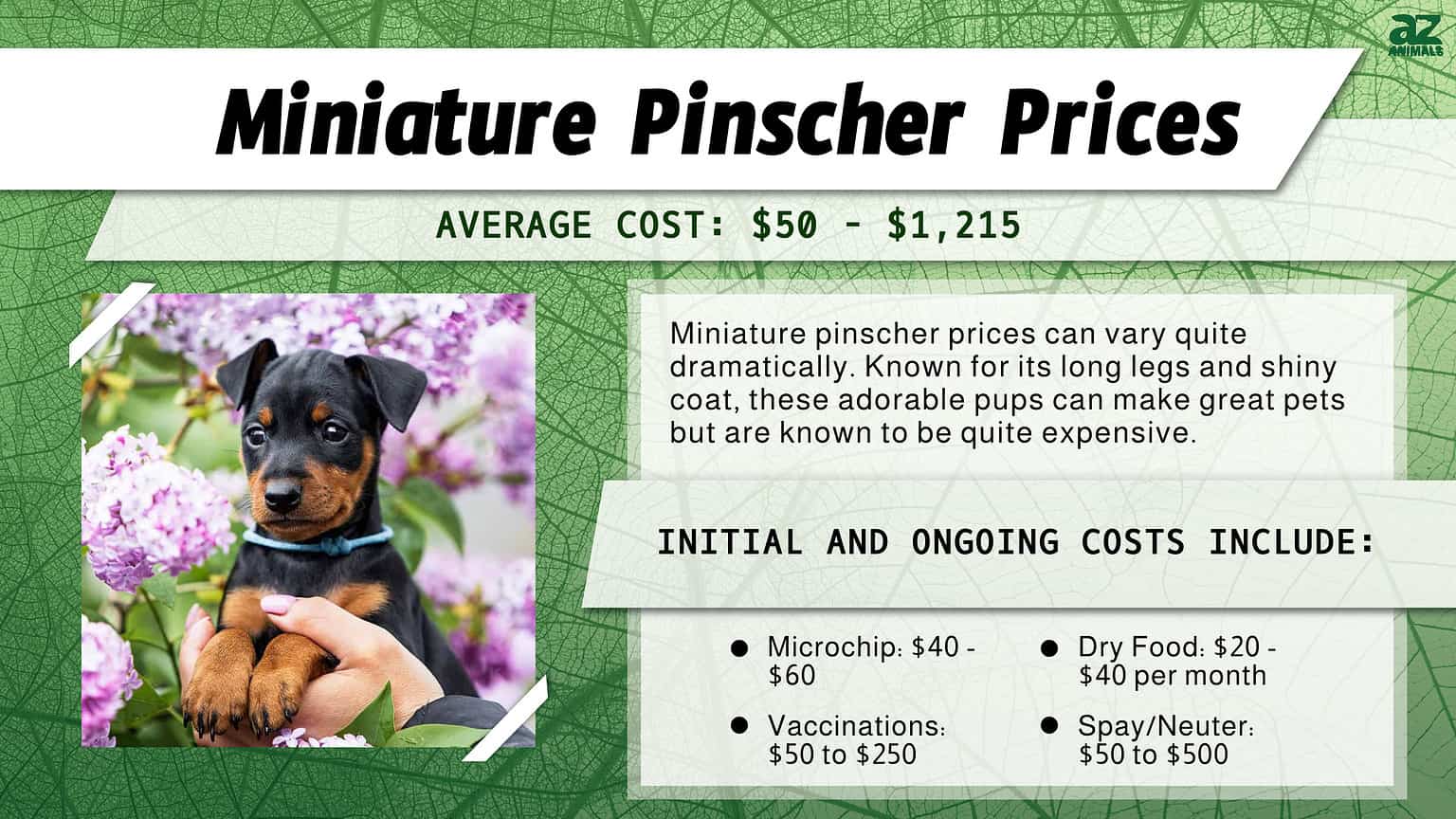 Miniature Pinscher Prices in 2024: Purchase Cost, Vet Bills, and More ...