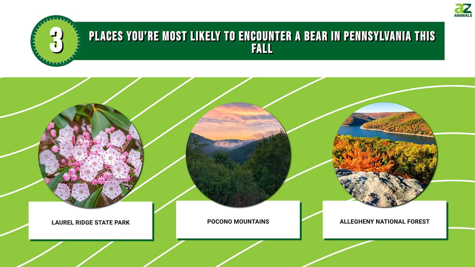 3 Places You're Most Likely to Encounter a Bear in Pennsylvania This ...