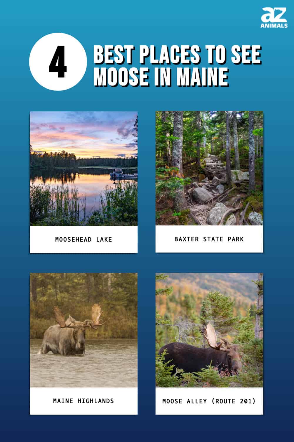 The Top 4 Best Places to See Moose in Maine - A-Z Animals