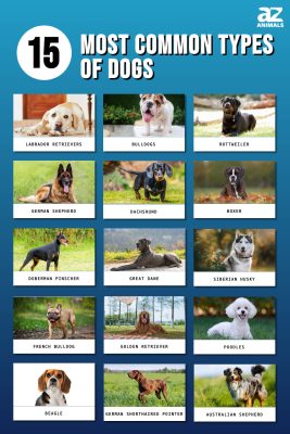 The 15 Most Common Types of Dogs for 2024 - A-Z Animals