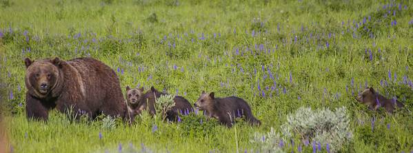 Meet 'Grizzly Bear 399' — The World's Most Famous Bear with 30K ...