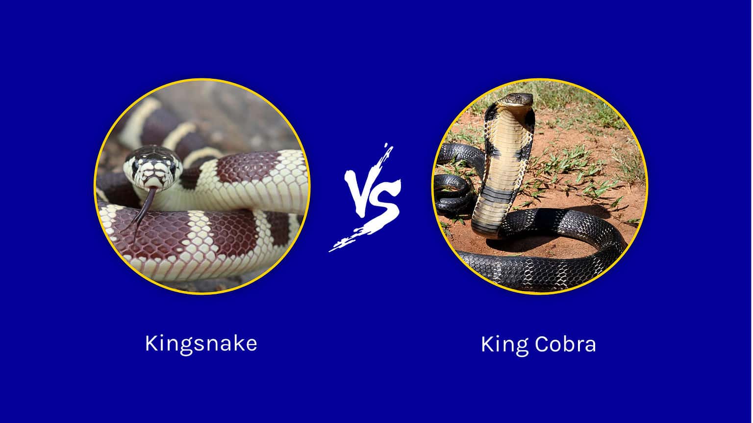 Kingsnake vs King Cobra: What Are the Differences? - A-Z Animals