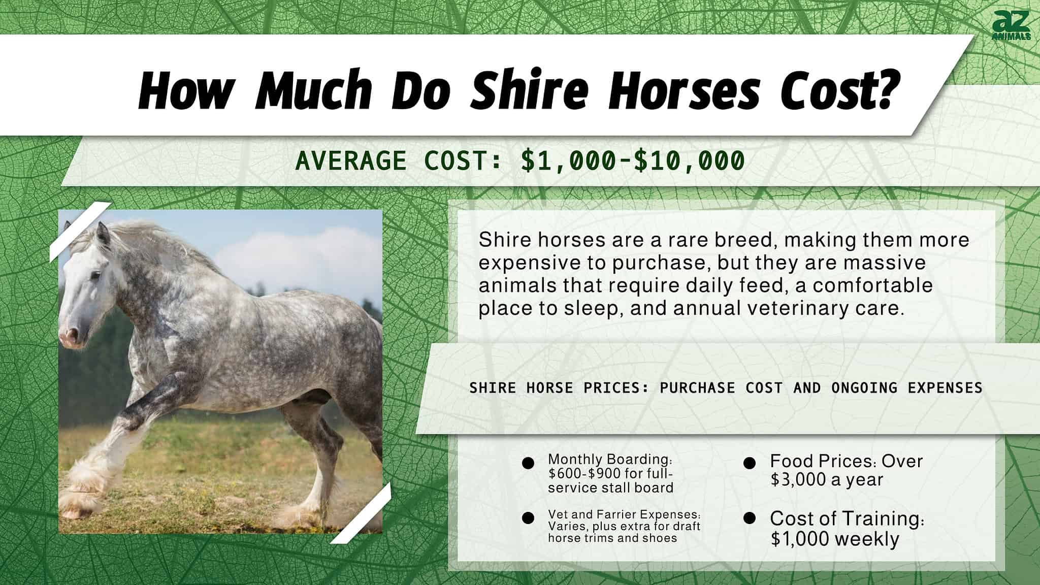 Shire Horse Prices in 2024: Purchase Cost, Supplies, Food, and More ...