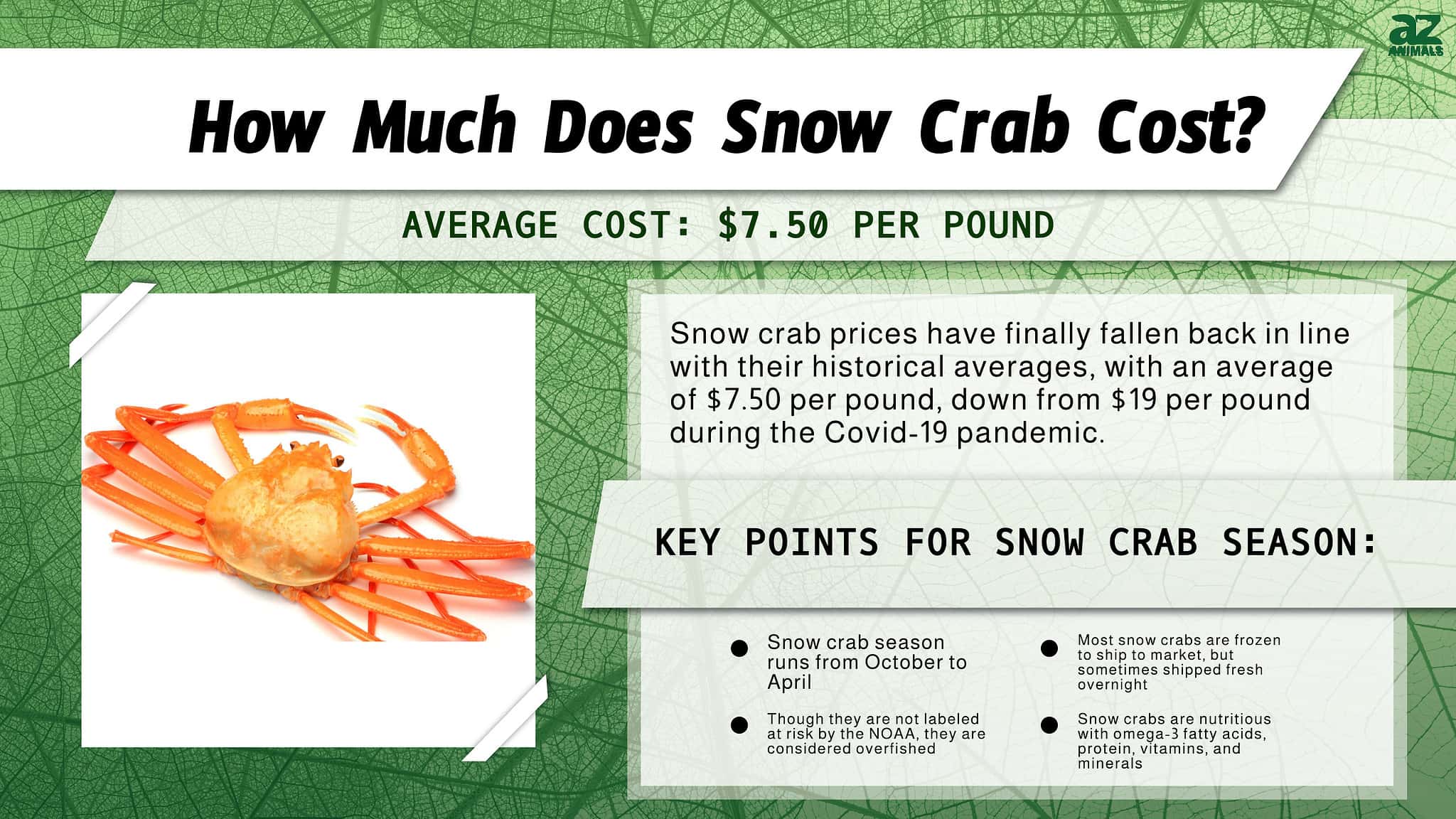 Snow Crab Market Prices in 2024: What to Expect When Buying - A-Z Animals