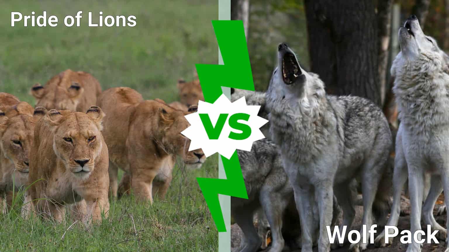 Epic Battles: 50 Wolves vs. A Pride of Lions - A-Z Animals