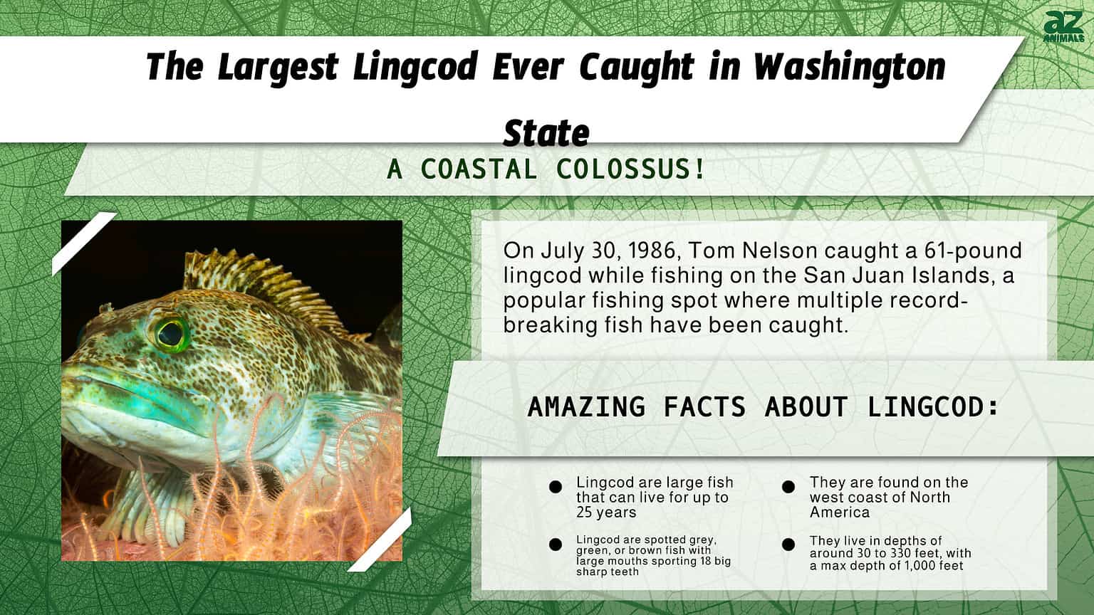 The Largest Lingcod Ever Caught in Washington was a Coastal Colossus ...