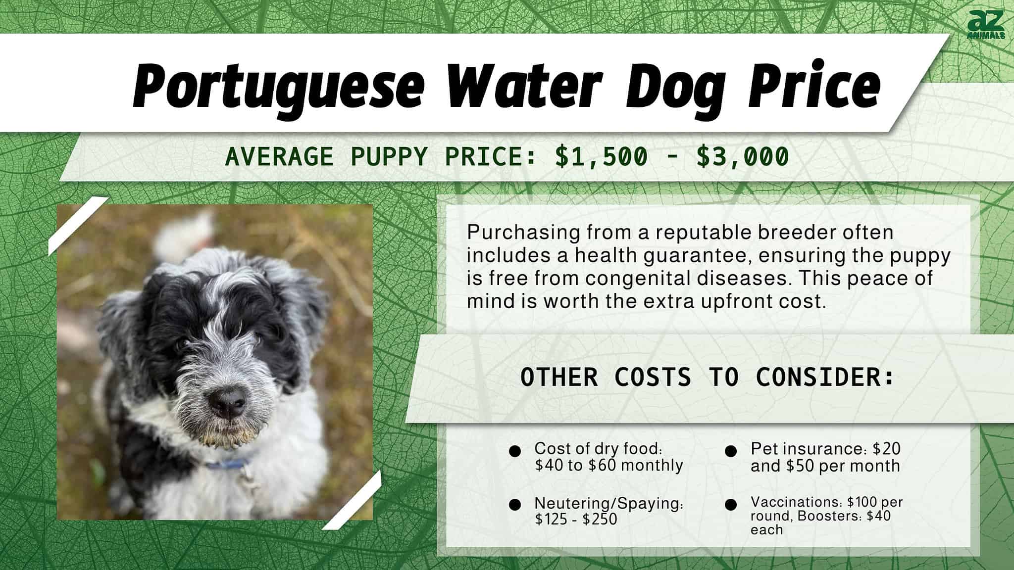 Portuguese Water Dog Prices in 2024: Purchase Cost, Vet Bills, and More ...