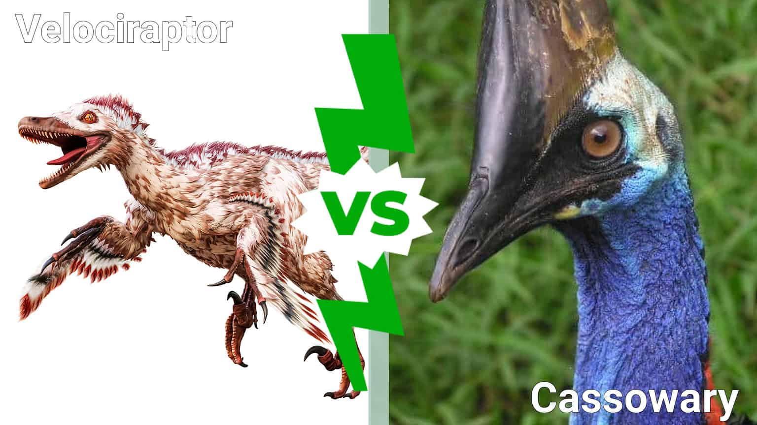 Velociraptor vs Cassowary: Who Would Win in a Fight - A-Z Animals
