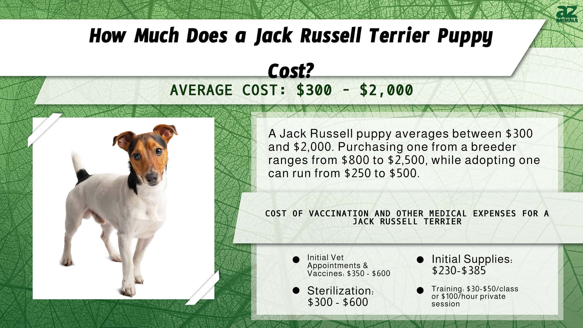 Jack Russell Prices 2024: Purchase Cost, Vet Bills, and More! - A-Z Animals