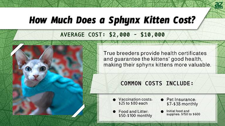 Sphynx Prices in 2024: Purchase Cost, Vet Bills And Other Costs - A-Z ...